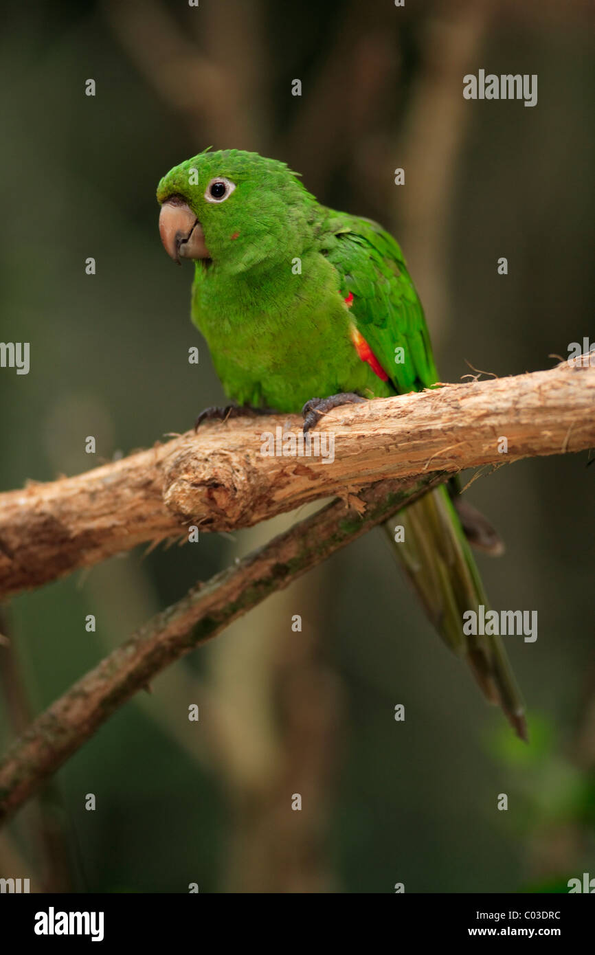 White-eyed Parakeet or White-eyed Conure (Aratinga leucophthalma ...