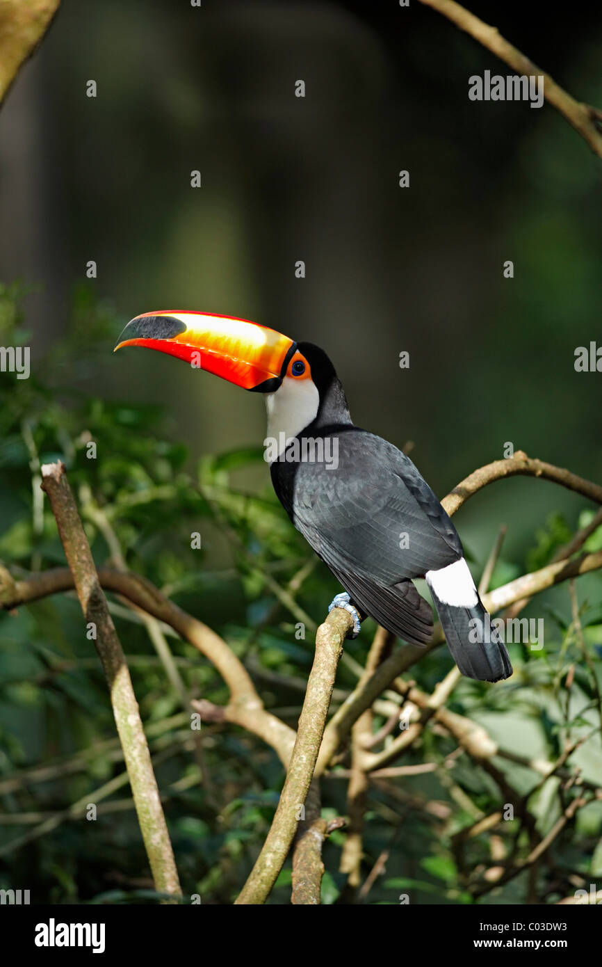 Ramphastos hi-res stock photography and images - Alamy