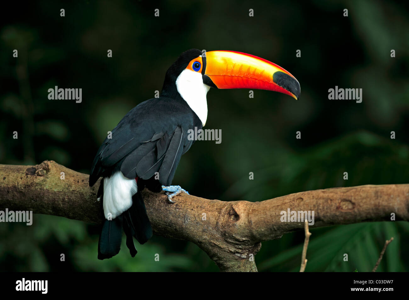 Toco Toco High Resolution Stock Photography and Images - Alamy