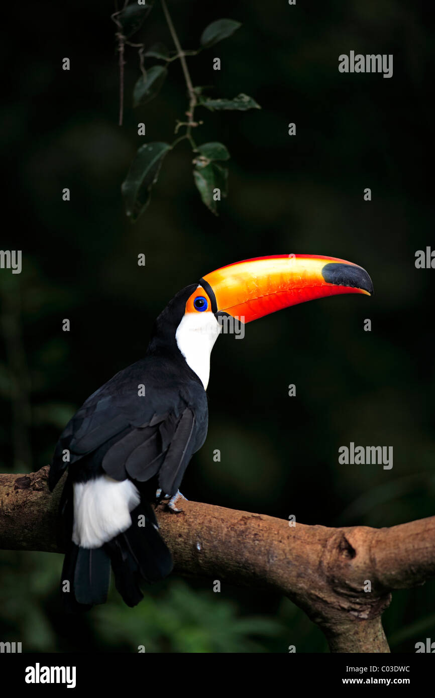 Toco Toucan (Ramphastos toco), adult, on tree, Pantanal, Brazil, South ...