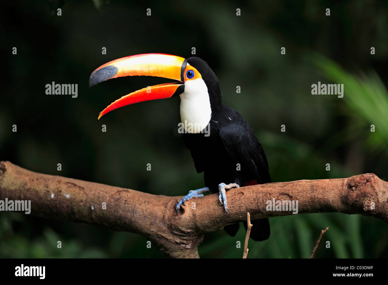 Crying toucan hi-res stock photography and images - Alamy