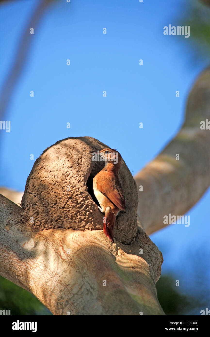 Furnarius rufus hi-res stock photography and images - Alamy