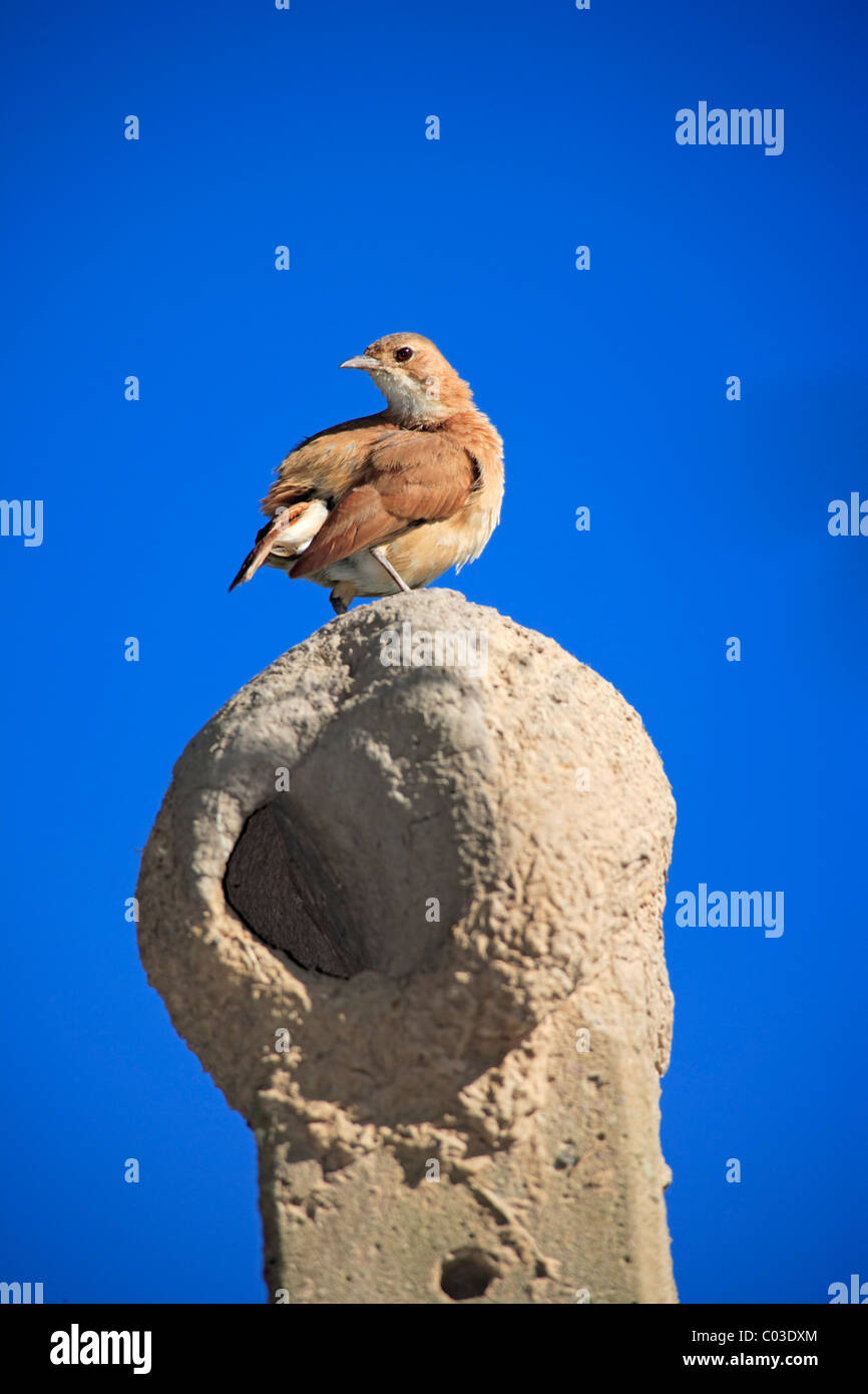 Rufous Hornero (Furnarius rufus) adult, at nest, Pantanal, Brazil ...