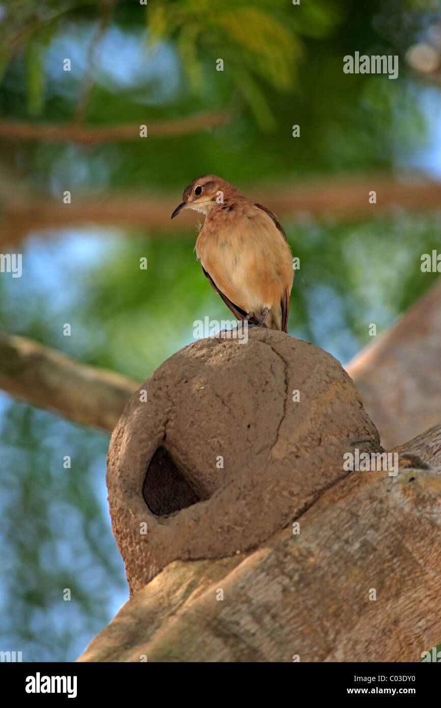 Furnariidae nest High Resolution Stock Photography and Images - Alamy