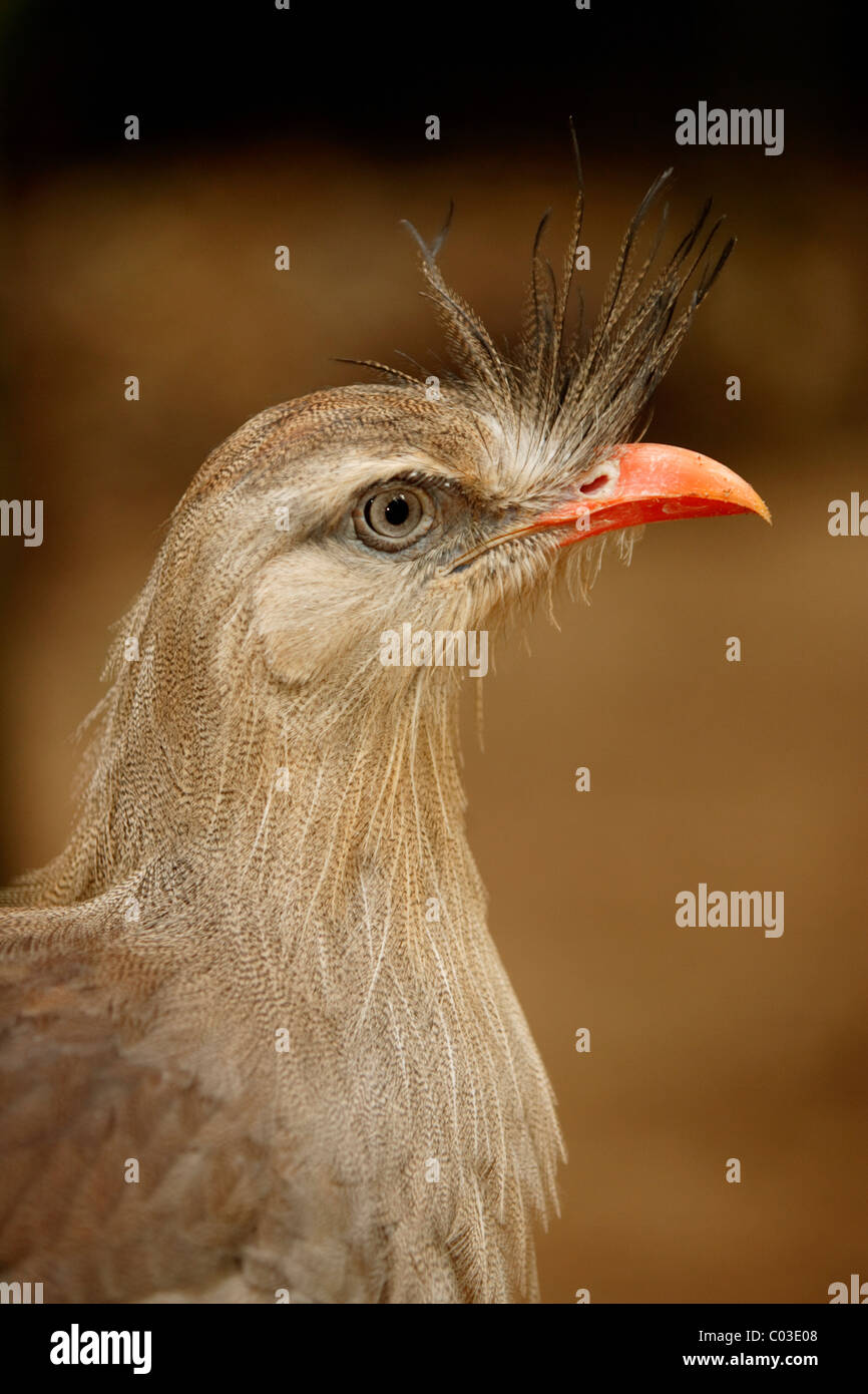 Red-legged Seriema or Crested Cariama (Cariama cristata), adult ...