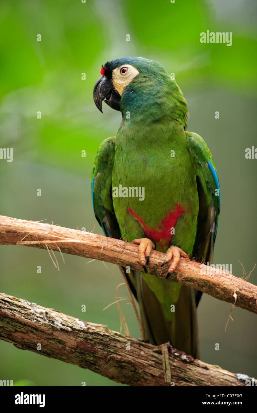 Blue-winged Macaw (Primolius maracana), adult in tree, Pantanal, Brazil ...