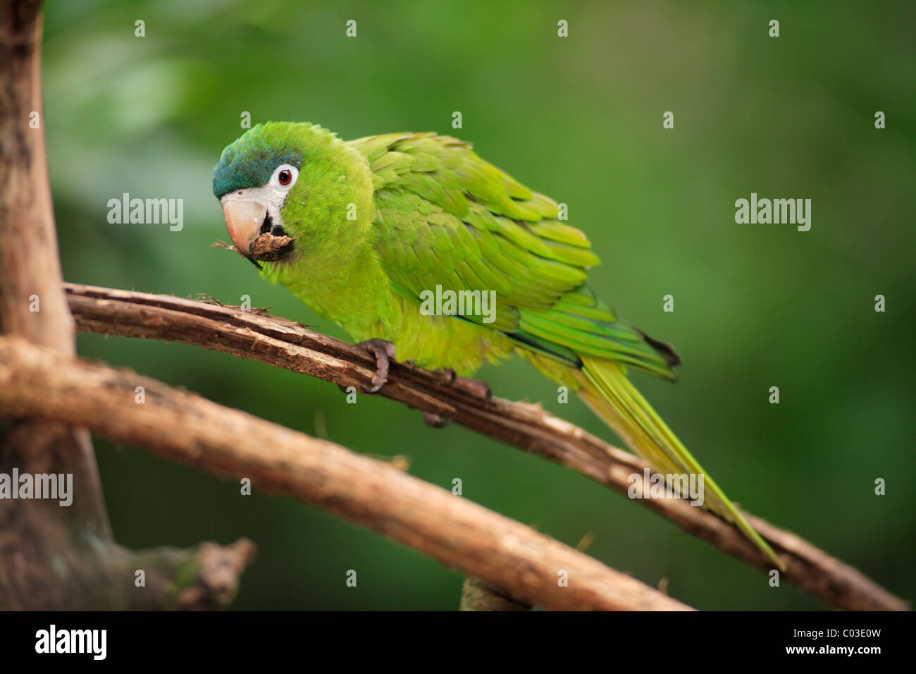 Blue winged macaw hi-res stock photography and images - Alamy