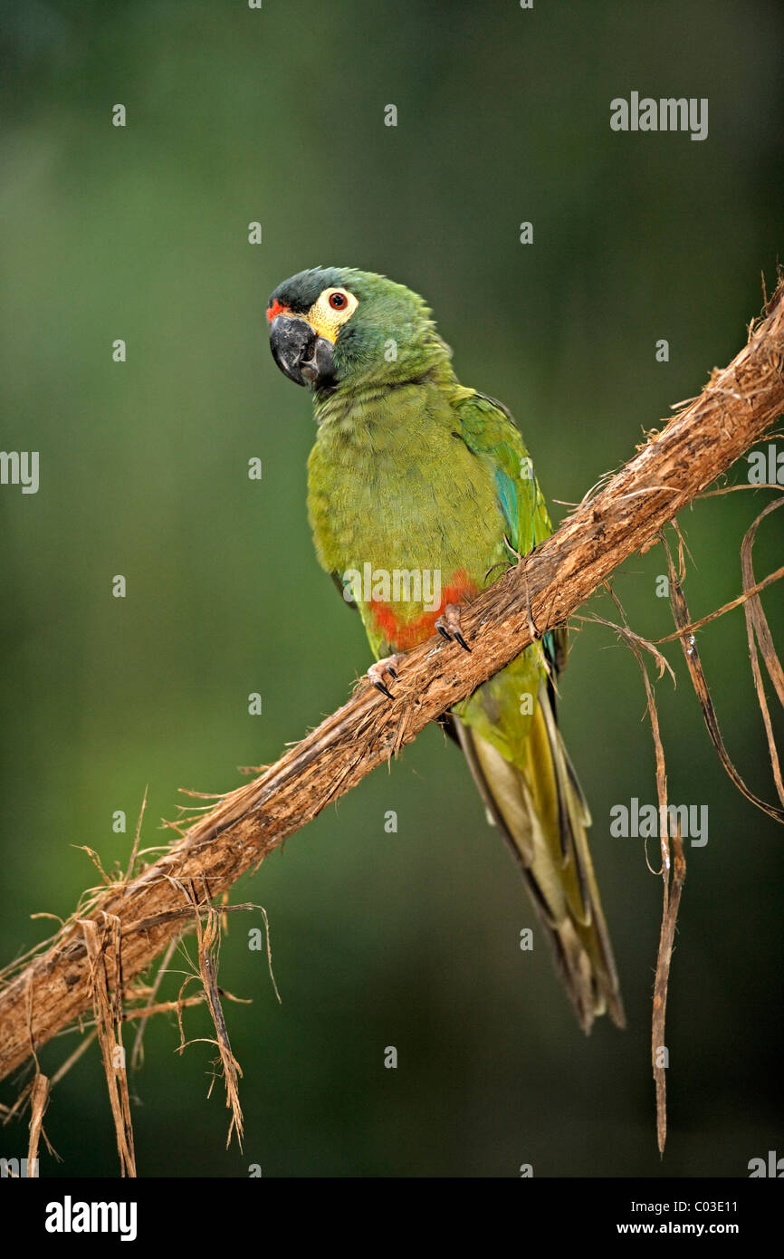Blue winged macaw ara maracana adult hi-res stock photography and ...