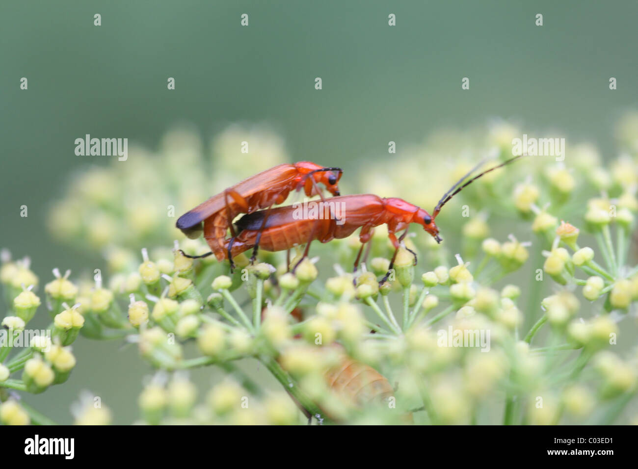 Soldier beetles hi-res stock photography and images - Alamy
