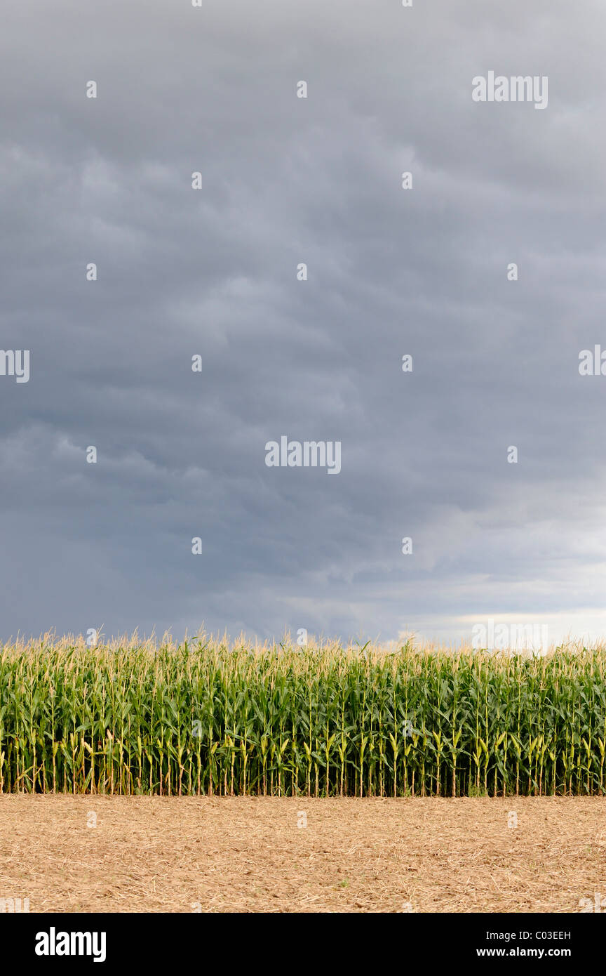 Clouded corn hi-res stock photography and images - Alamy