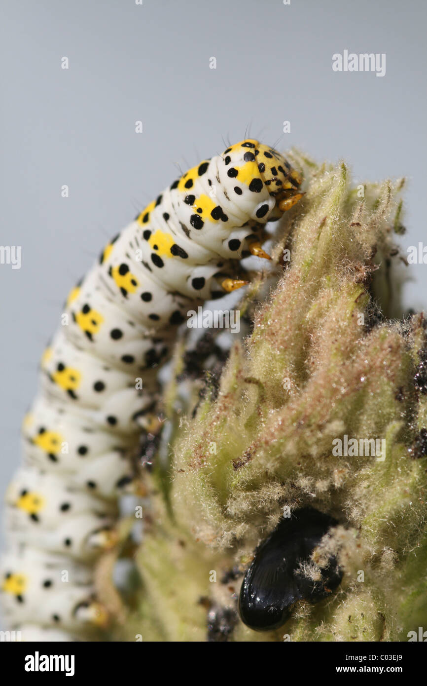The mullein moth (Cucullia verbasci) on a verbascum Stock Photo - Alamy