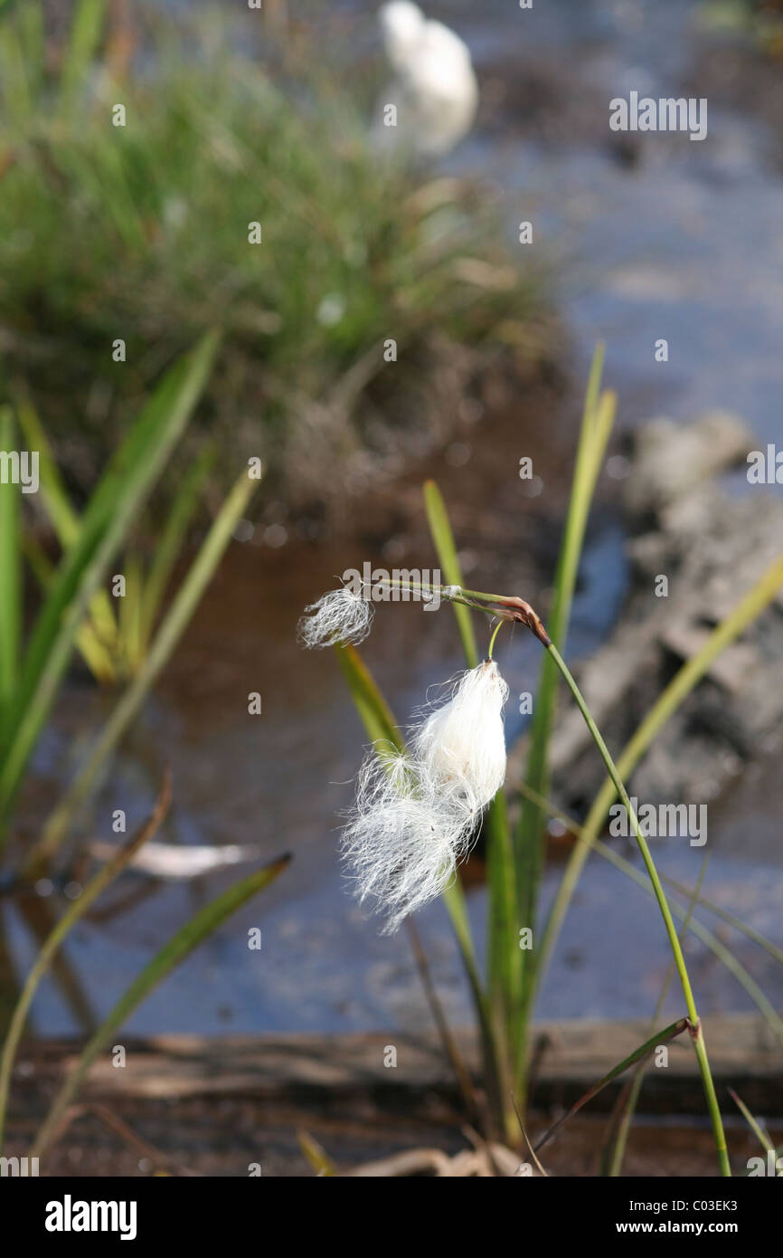 Cotton Grass (Eriophorum angustifolium) growing in a bog on Hothfield ...