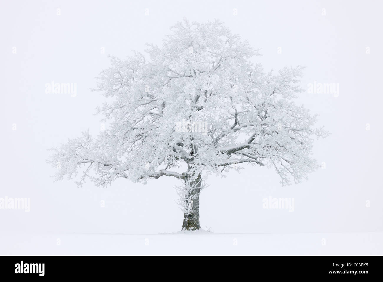 Oak (Quercus robur), winter landscape, Swabian Alb, Baden-Wuerttemberg ...