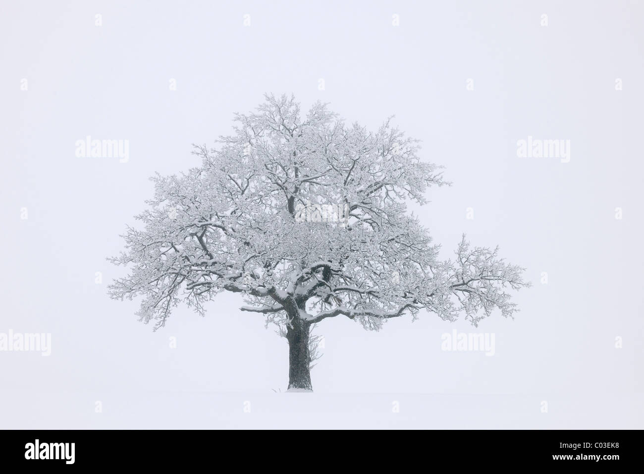 Oak (Quercus robur), winter landscape, Swabian Alb, Baden-Wuerttemberg ...