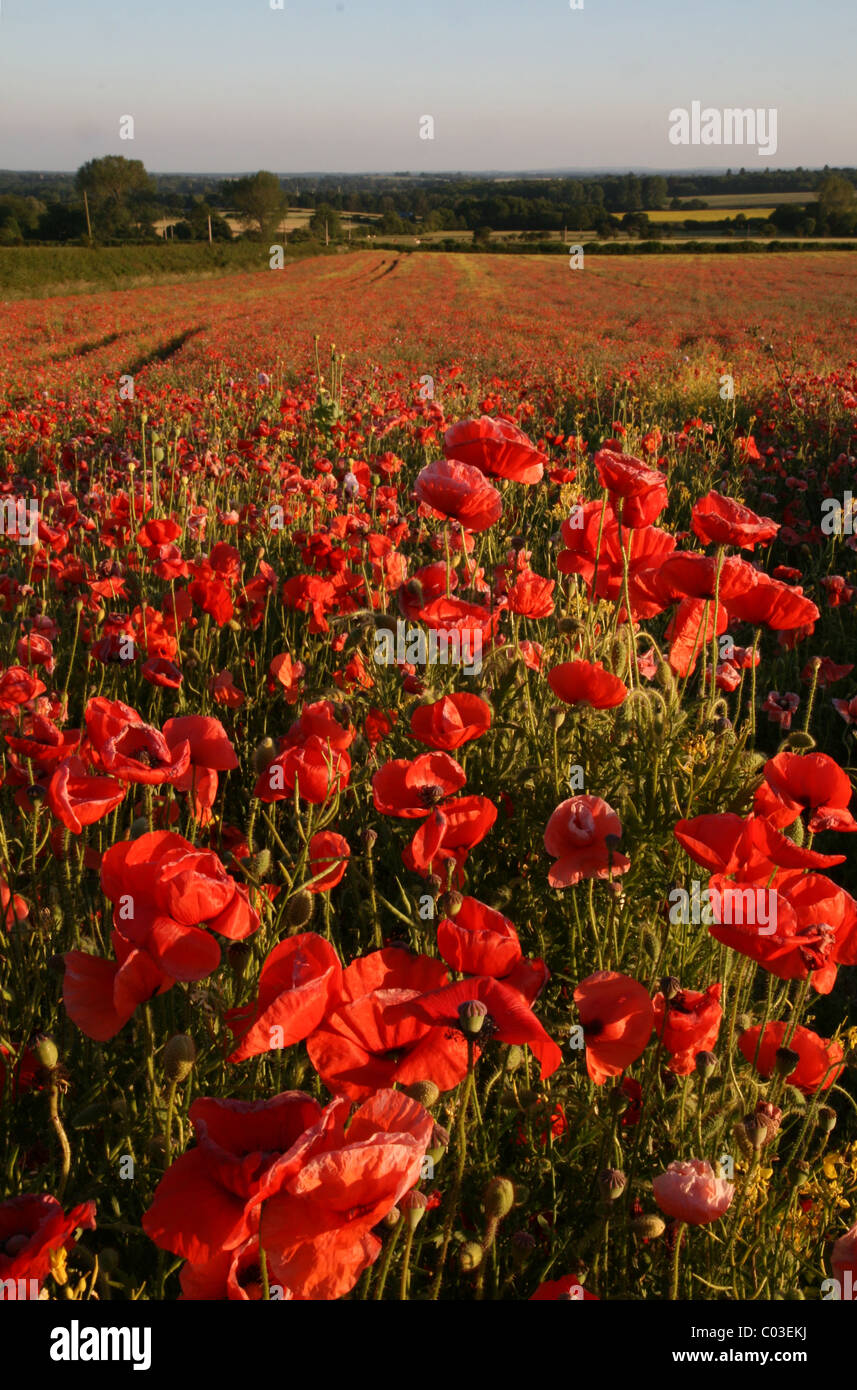 Westwell kent hi-res stock photography and images - Alamy