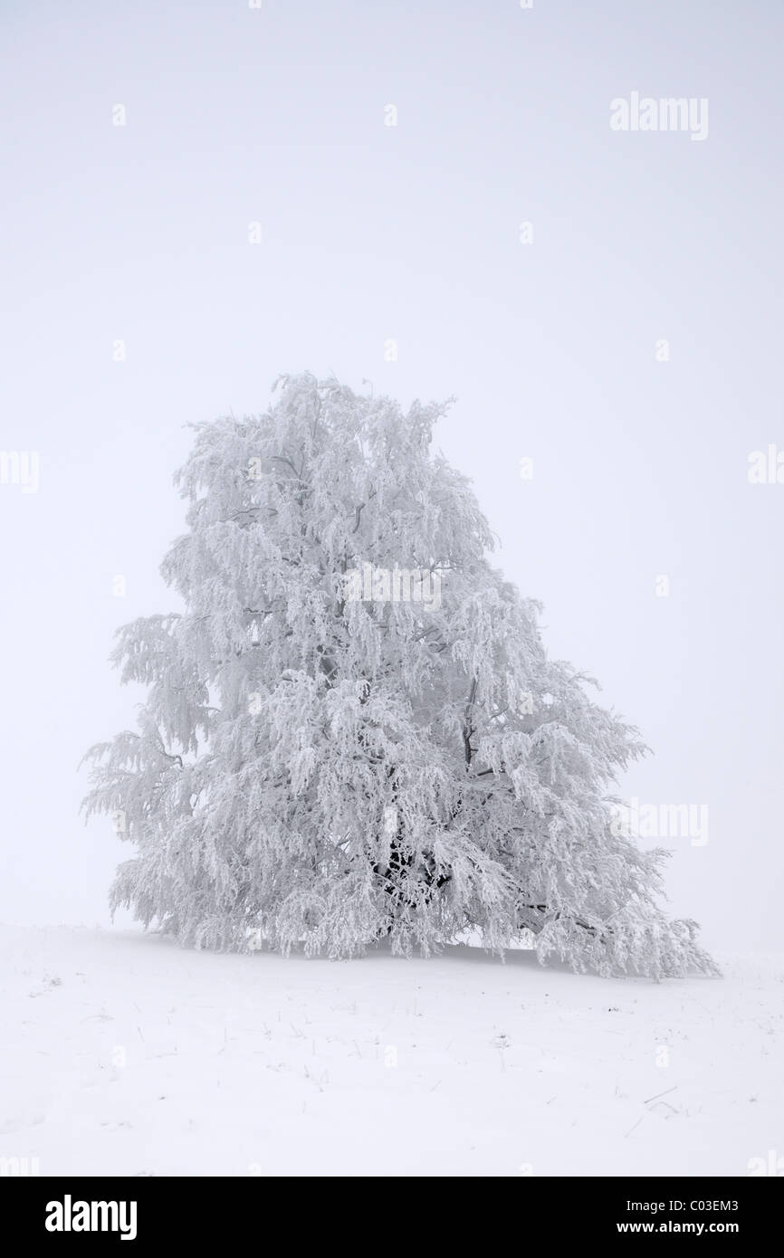 European beech (Fagus sylvatica), winter landscape, Swabian Alb, Baden ...