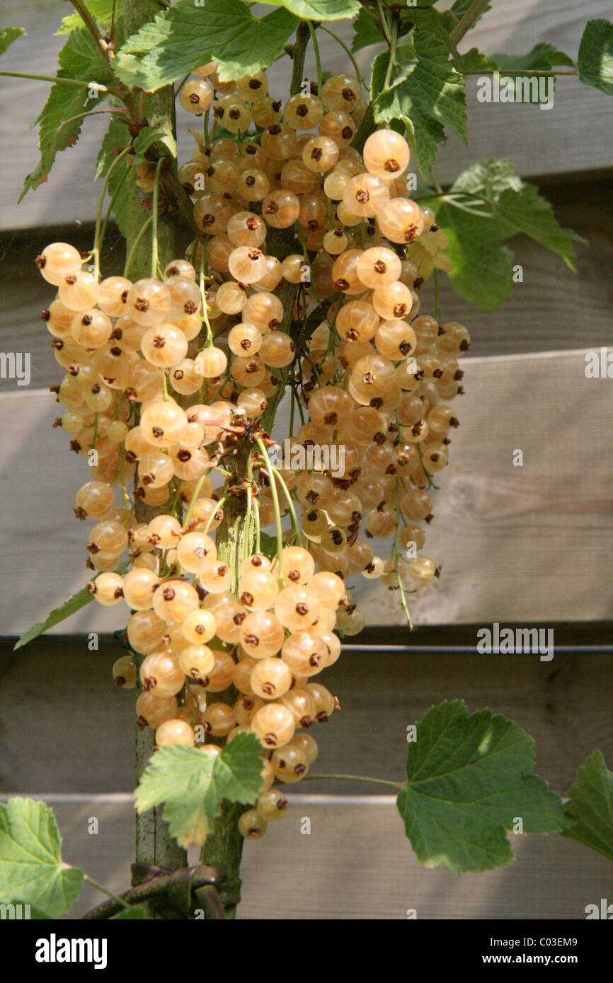 White Currants growing on a single cordon against a wooden fence Stock ...