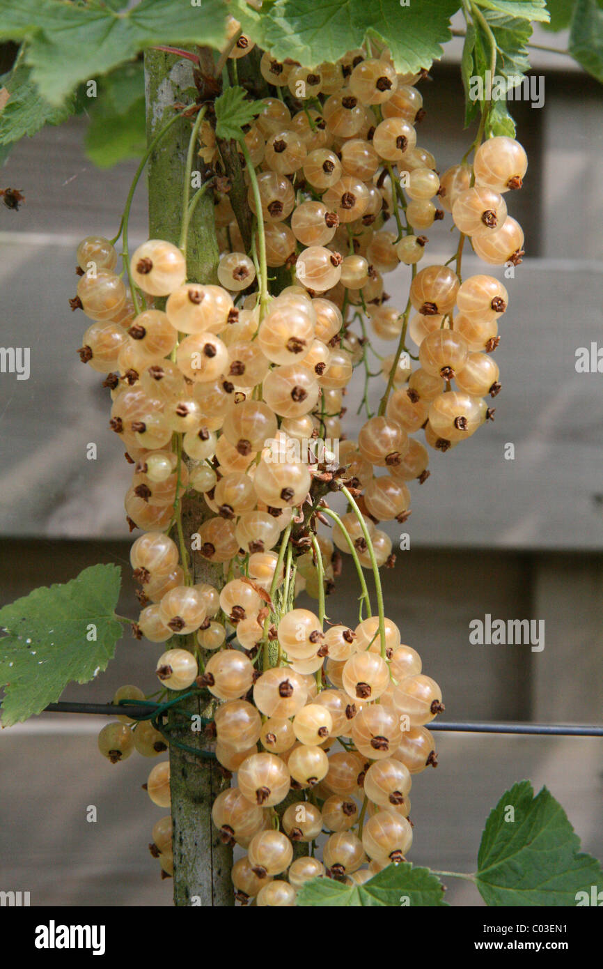 Single raceme hi-res stock photography and images - Alamy