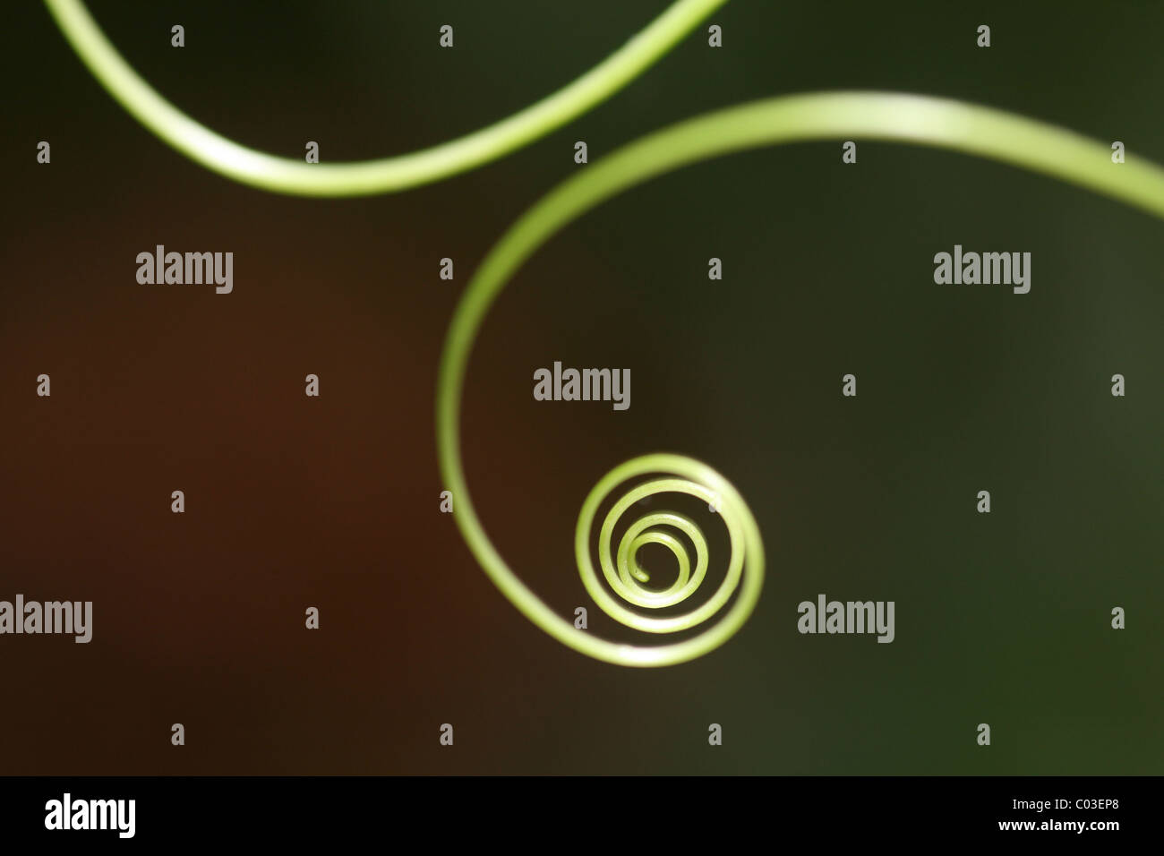 Tendril hi-res stock photography and images - Alamy