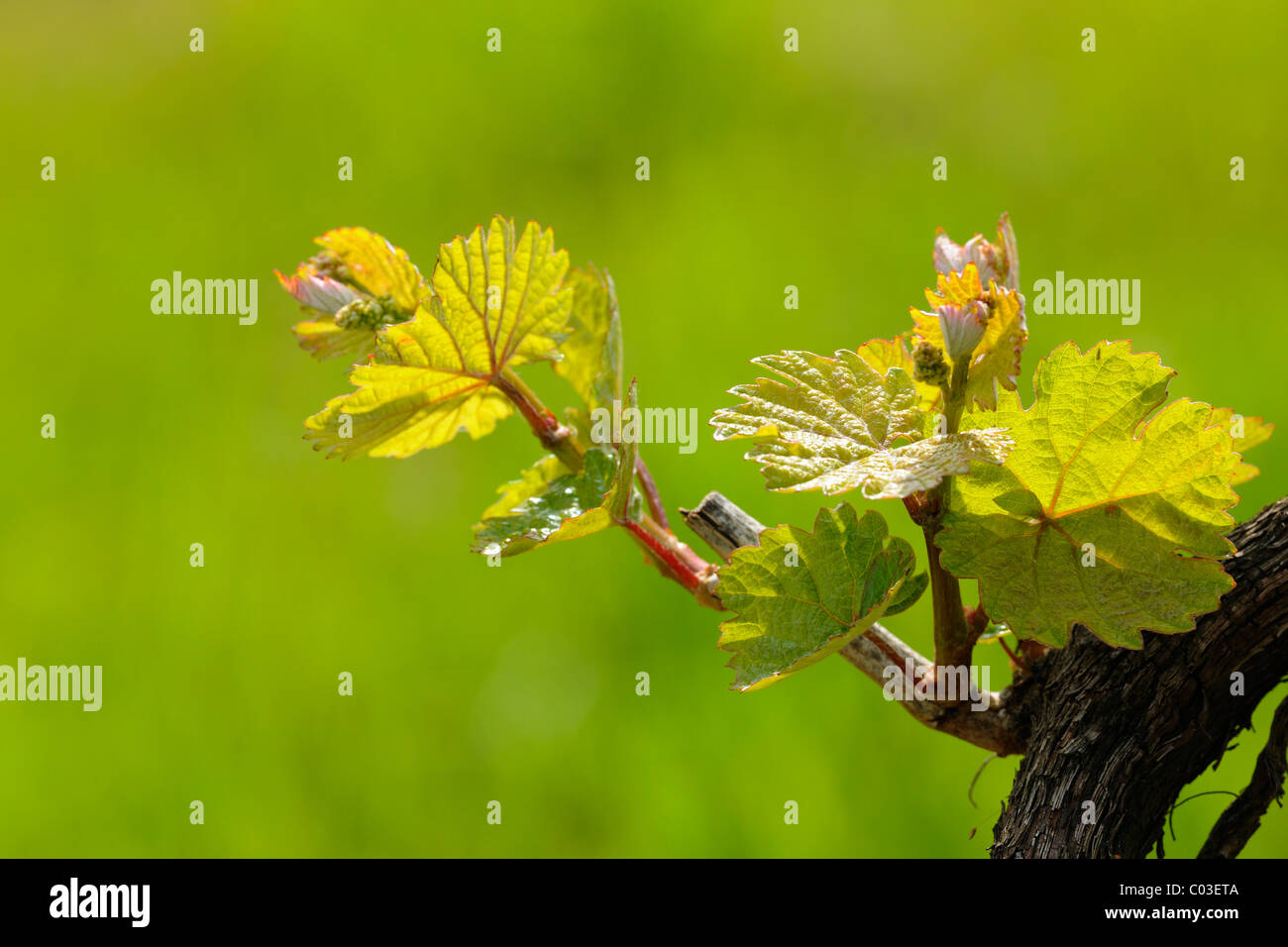 Vine shoots in spring Stock Photo - Alamy