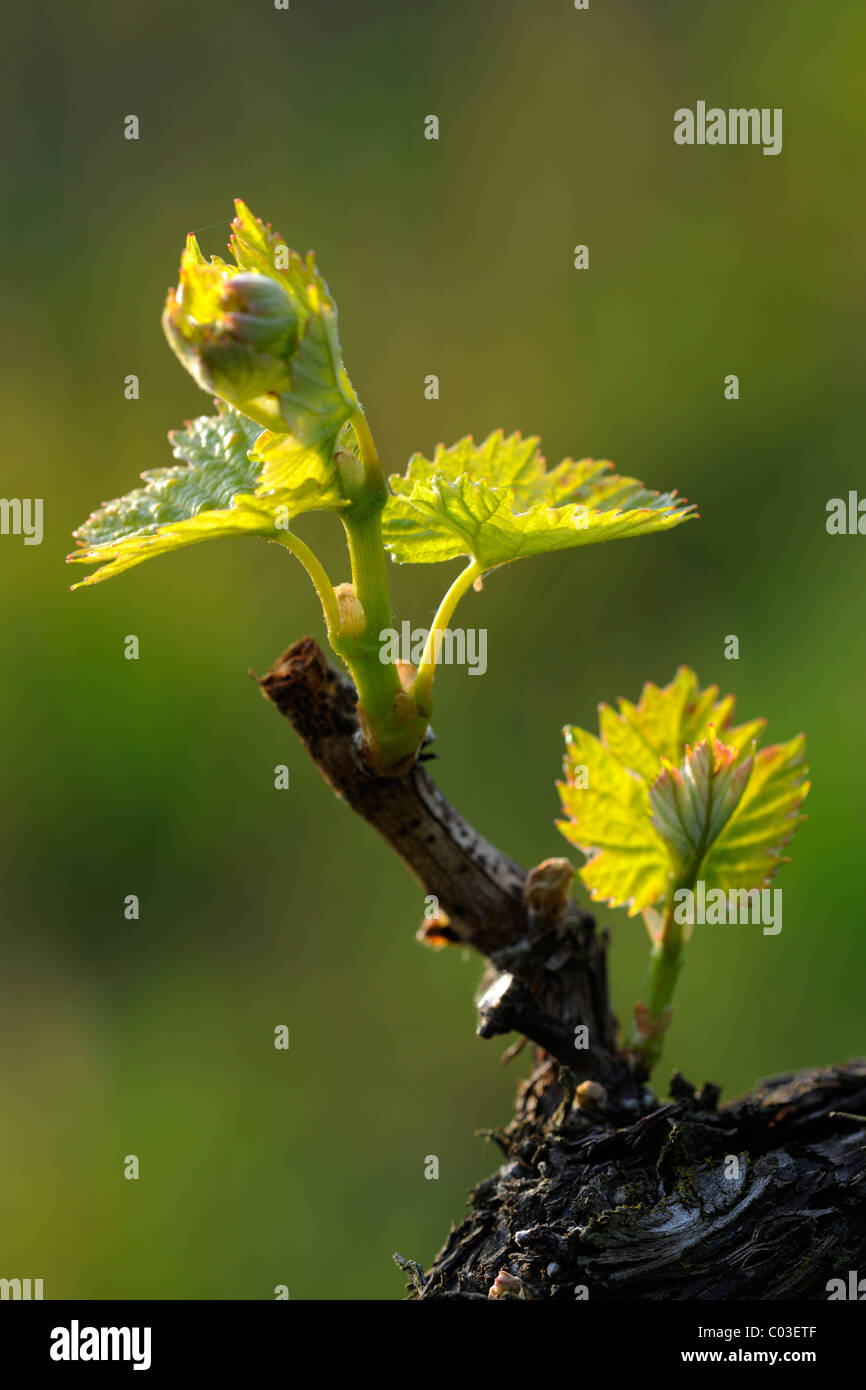 Sprouting vines of vine hi-res stock photography and images - Alamy