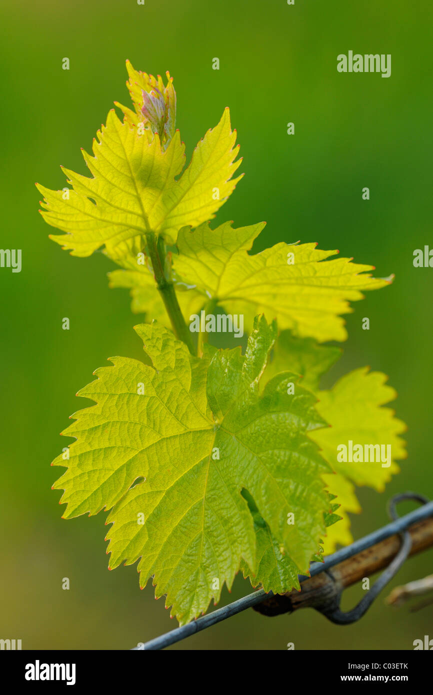 Vine shoots in spring Stock Photo - Alamy