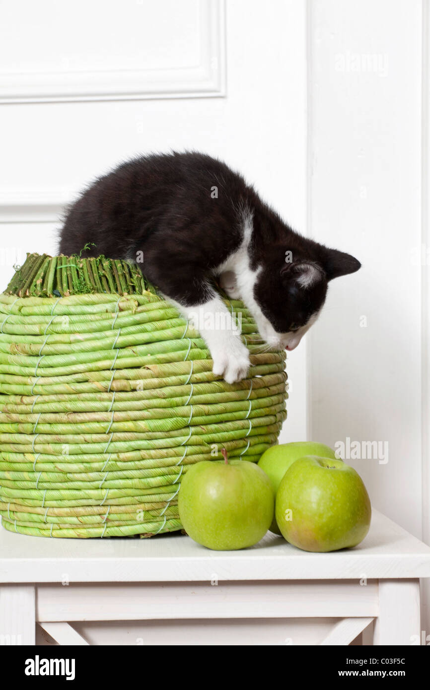Young male cat, 10 weeks, playing with green apples Stock Photo - Alamy