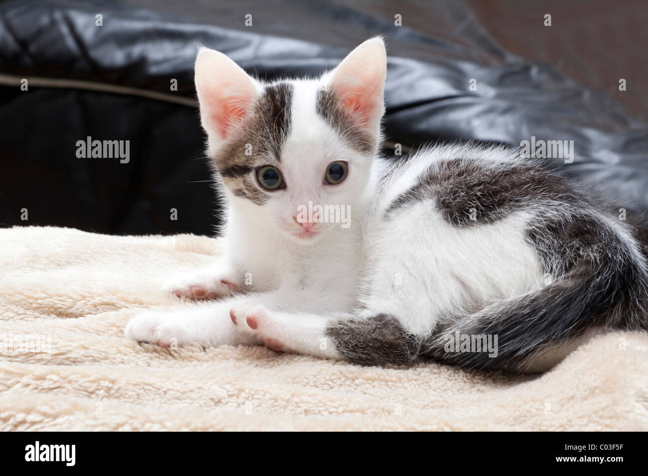 Young male cat, 10 weeks, lying on a blanket Stock Photo - Alamy