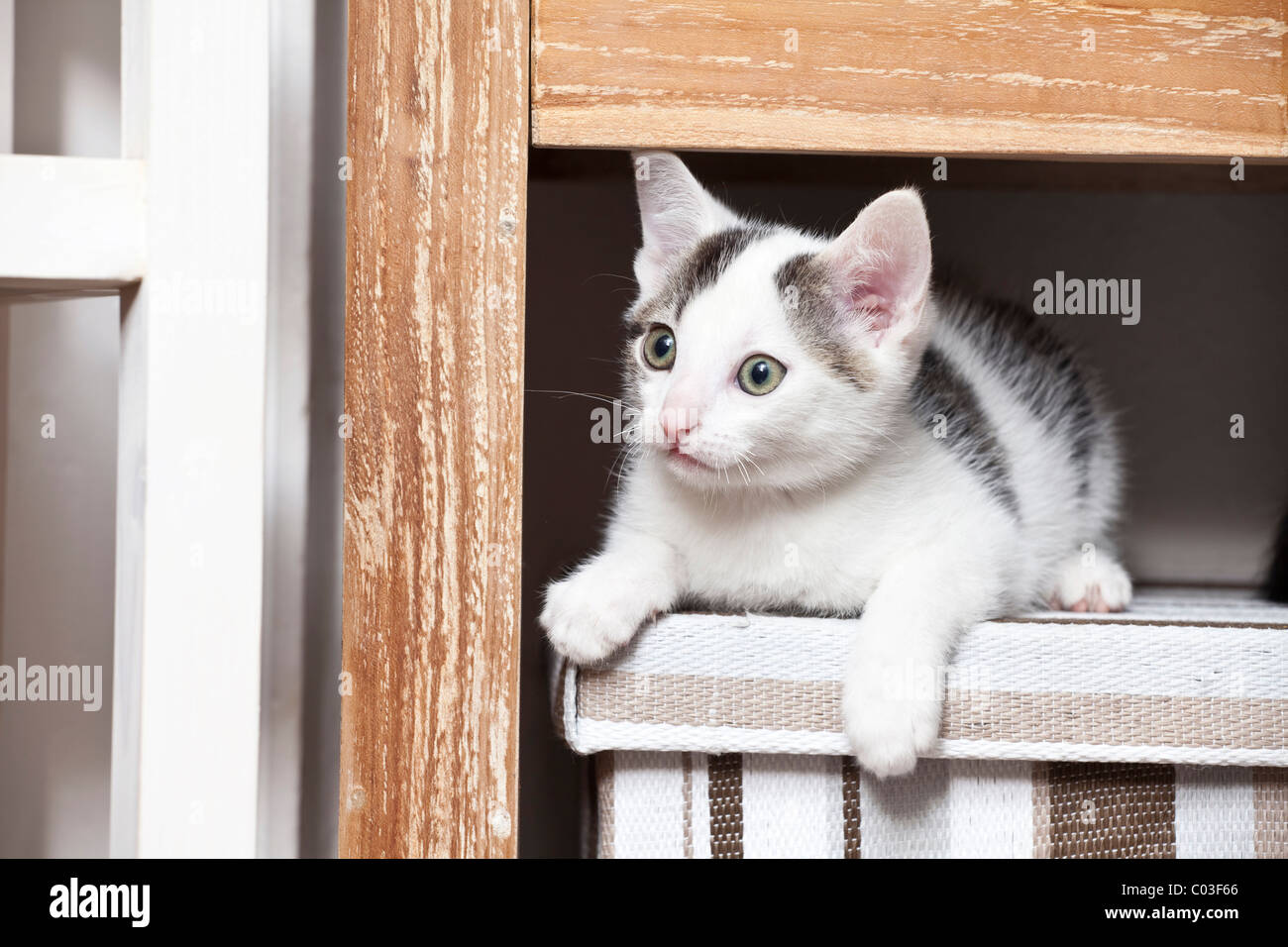 Cat on a box hi-res stock photography and images - Alamy