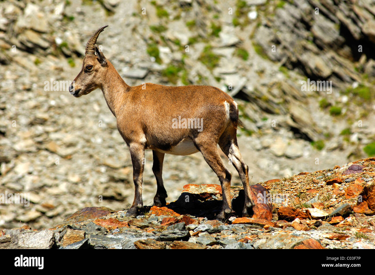Young Alpine ibex (Capra ibex) in the scree, Savoy Alps, France, Europe ...