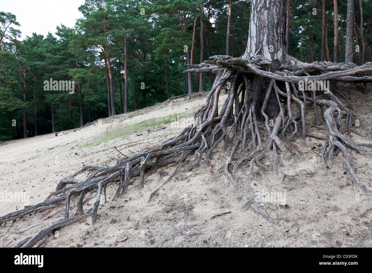 Erosion roots hi-res stock photography and images - Alamy