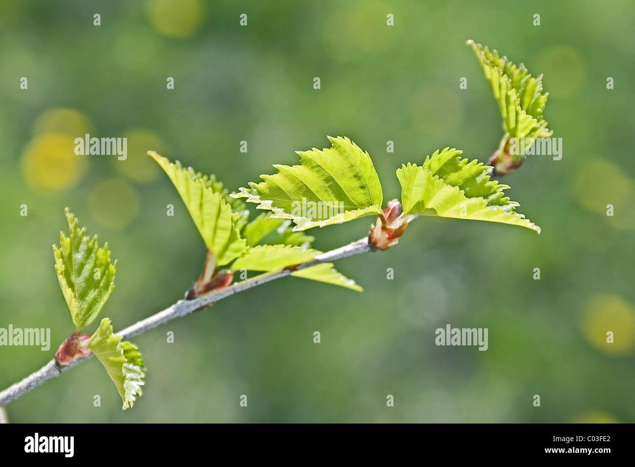 Branch birch isolated hi-res stock photography and images - Alamy
