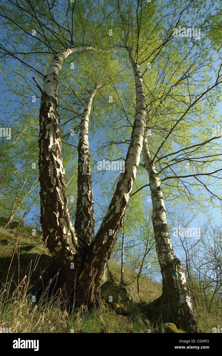 birch trees over blue sky Stock Photo - Alamy