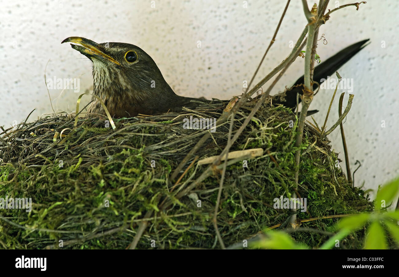 blackbird hen nesting at a chicks Stock Photo - Alamy