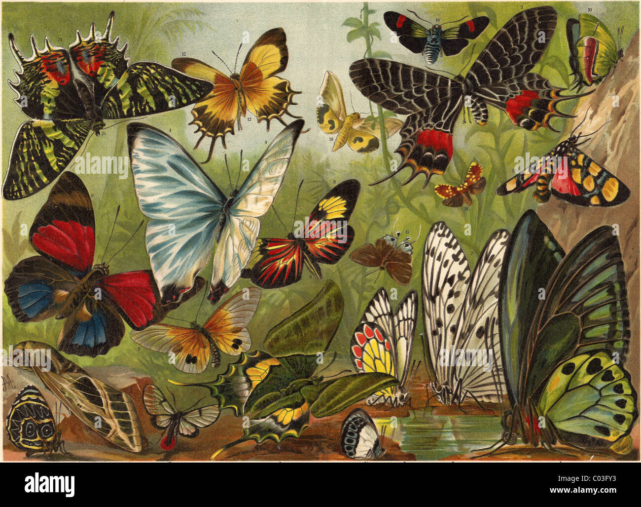 Lithography butterfly hi-res stock photography and images - Alamy