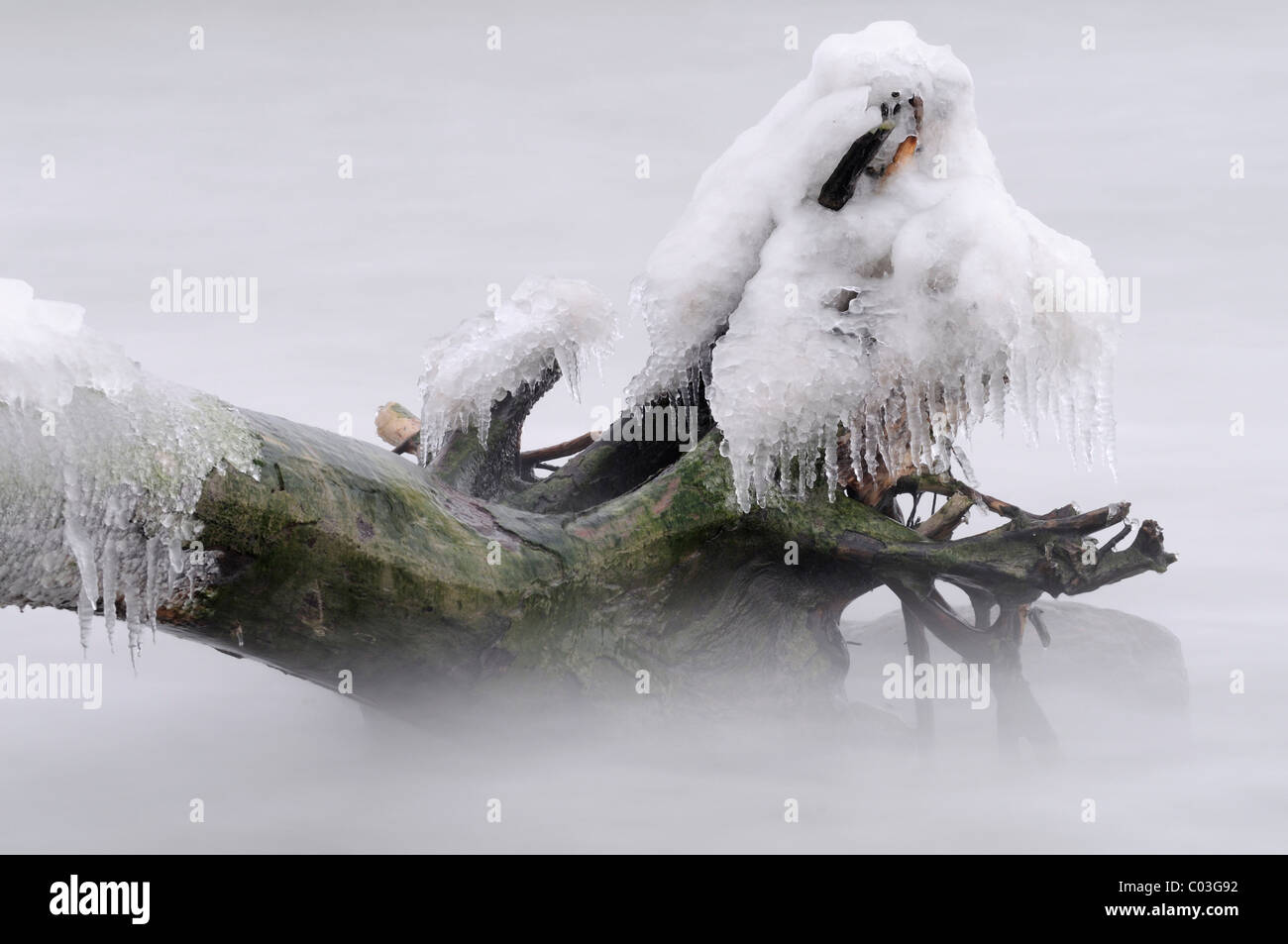Ice-covered tree stump in water Stock Photo - Alamy