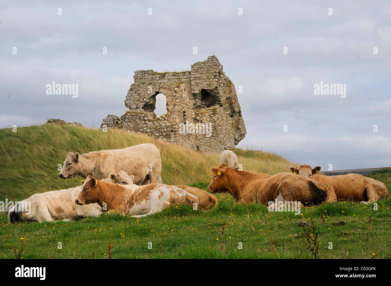 Norman cow hi-res stock photography and images - Alamy
