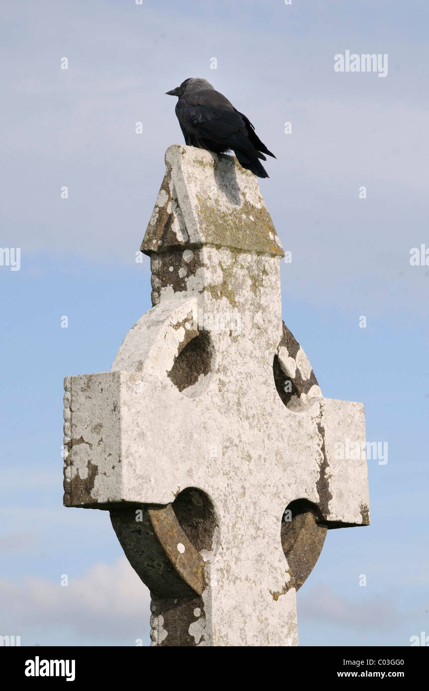 Crows cloister hi-res stock photography and images - Alamy
