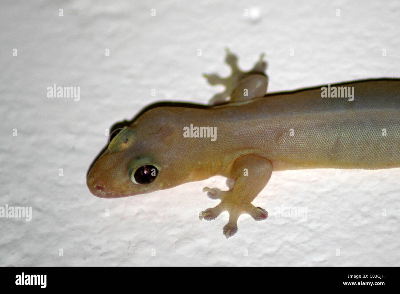 Tropical house gecko habitat hi-res stock photography and images - Alamy