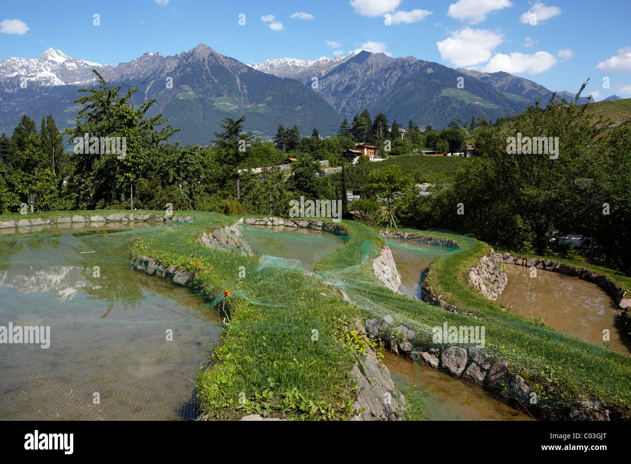 Rice fields, Trauttmansdorff Castle, Meran, South Tyrol, Italy, Europe ...