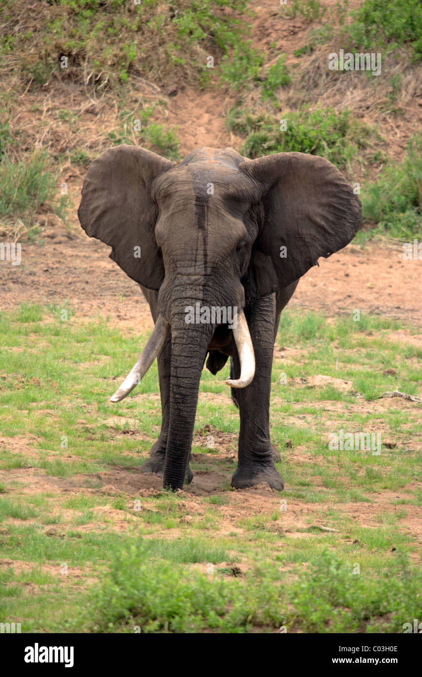 African Elephant (Loxodonta africana), bull digging in riverbed for ...