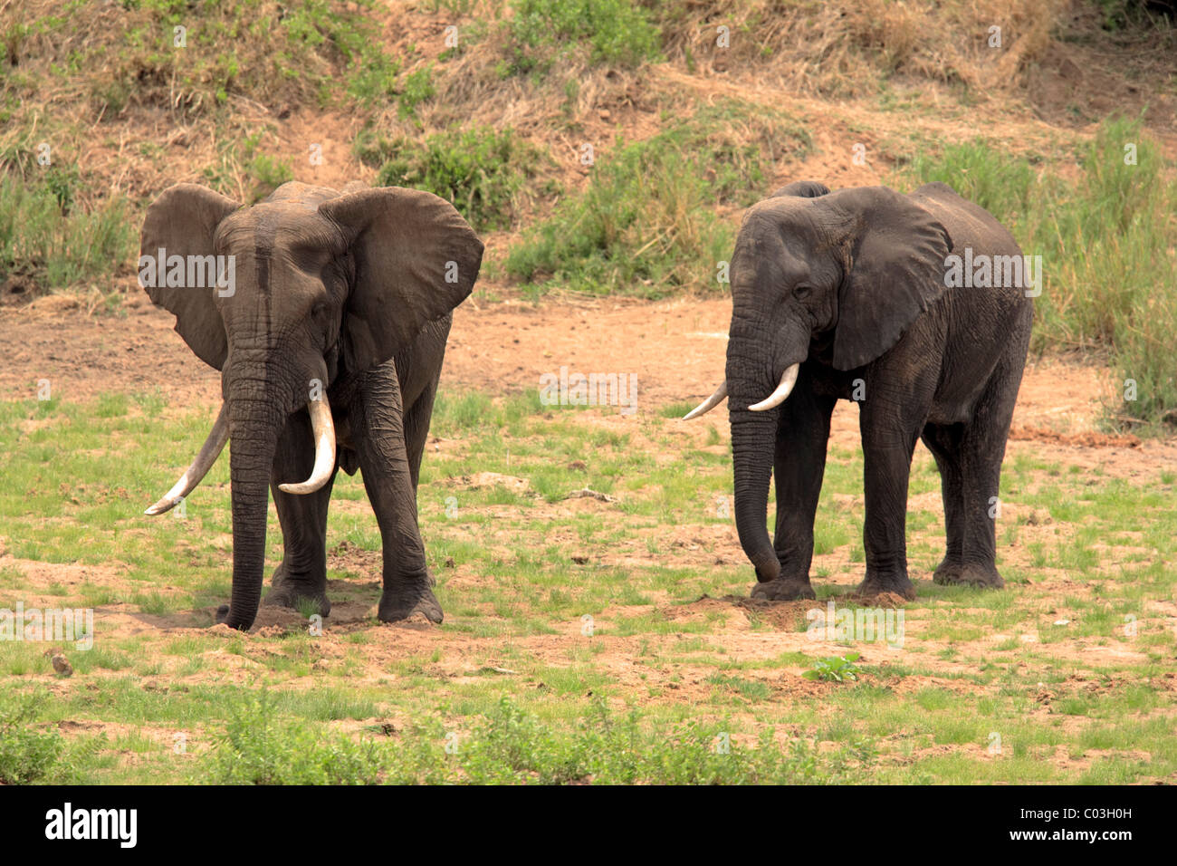 African Elephant (Loxodonta africana), bull digging in riverbed for ...