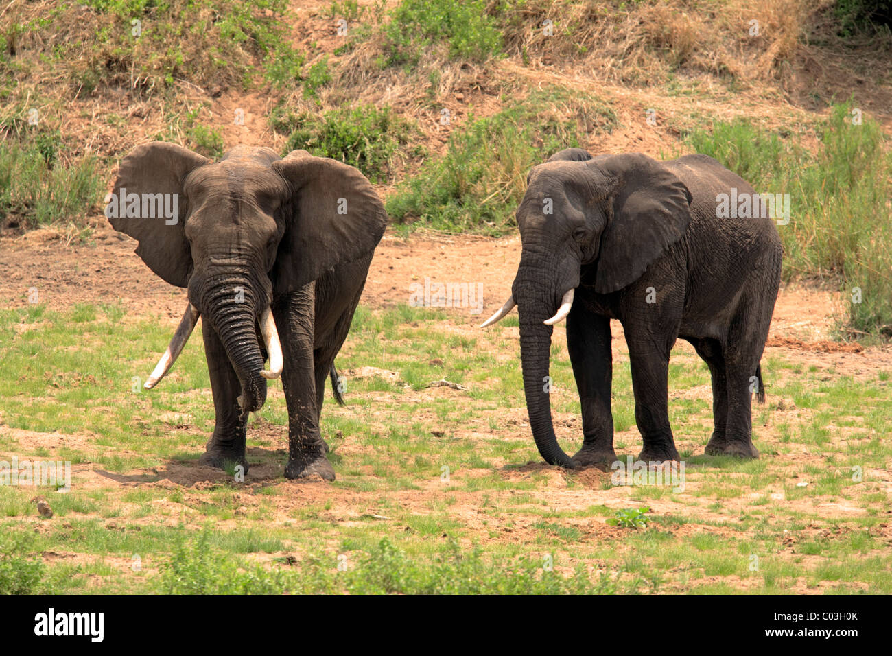 African Elephant (Loxodonta africana), bull digging in riverbed for ...