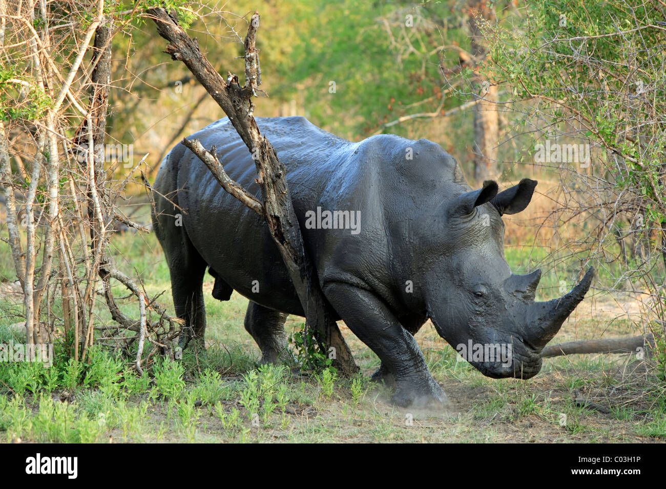 White rhinoc hi-res stock photography and images - Alamy