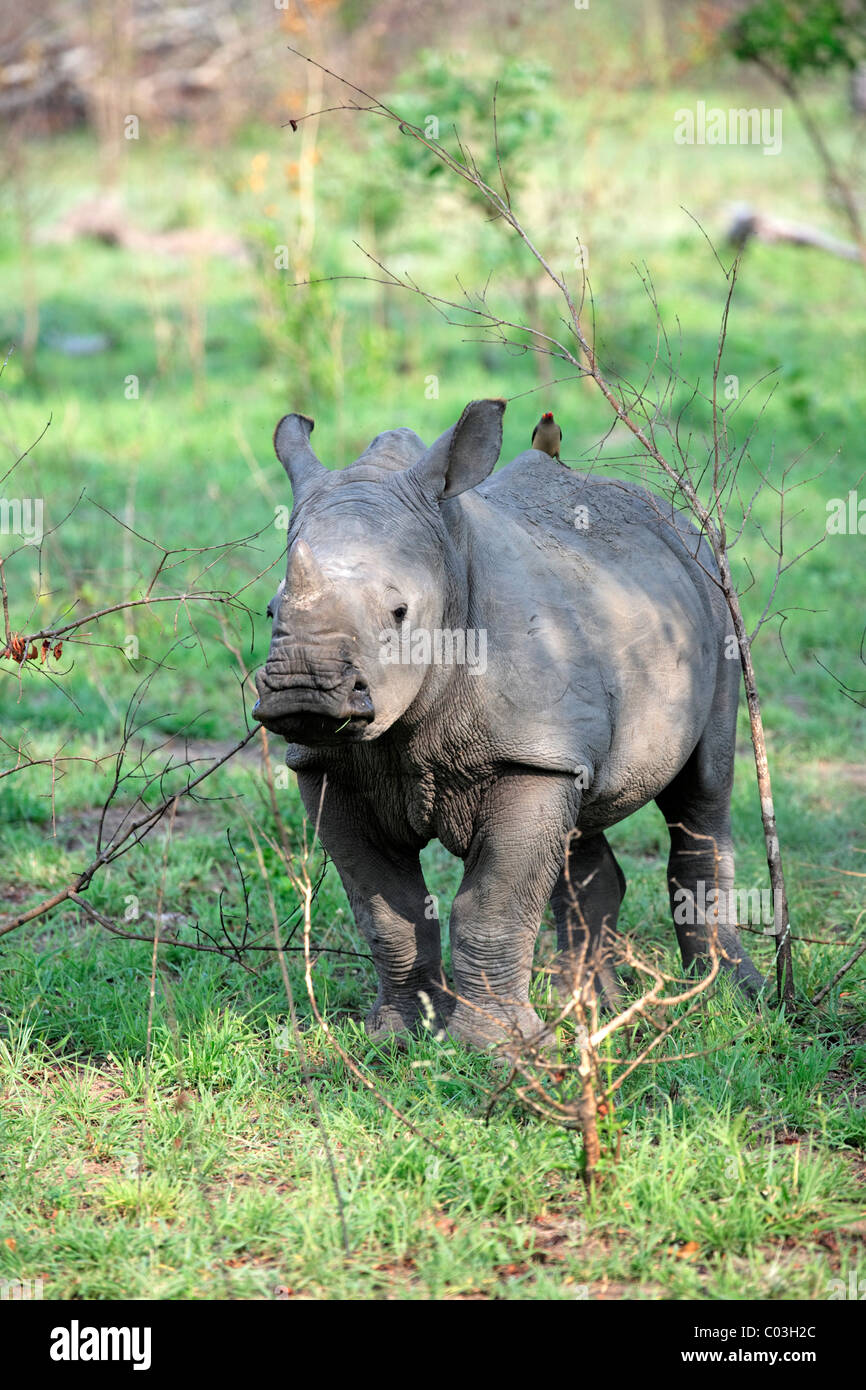 Square lipped rhinoce hi-res stock photography and images - Alamy
