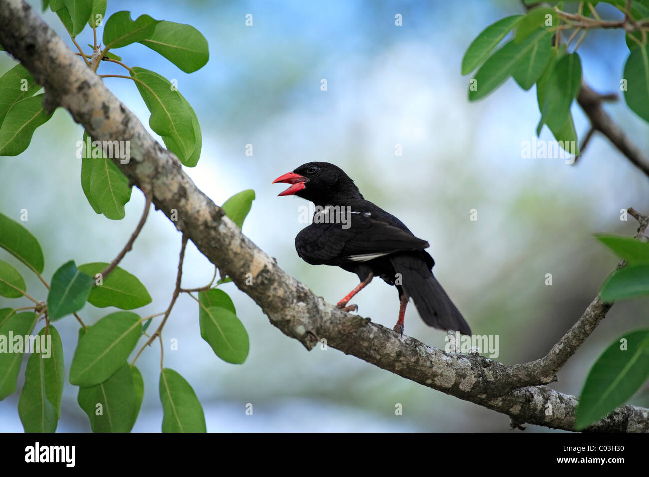 Red-billed Buffalo Weaver (Bubalornis niger), adult on tree, Kruger ...