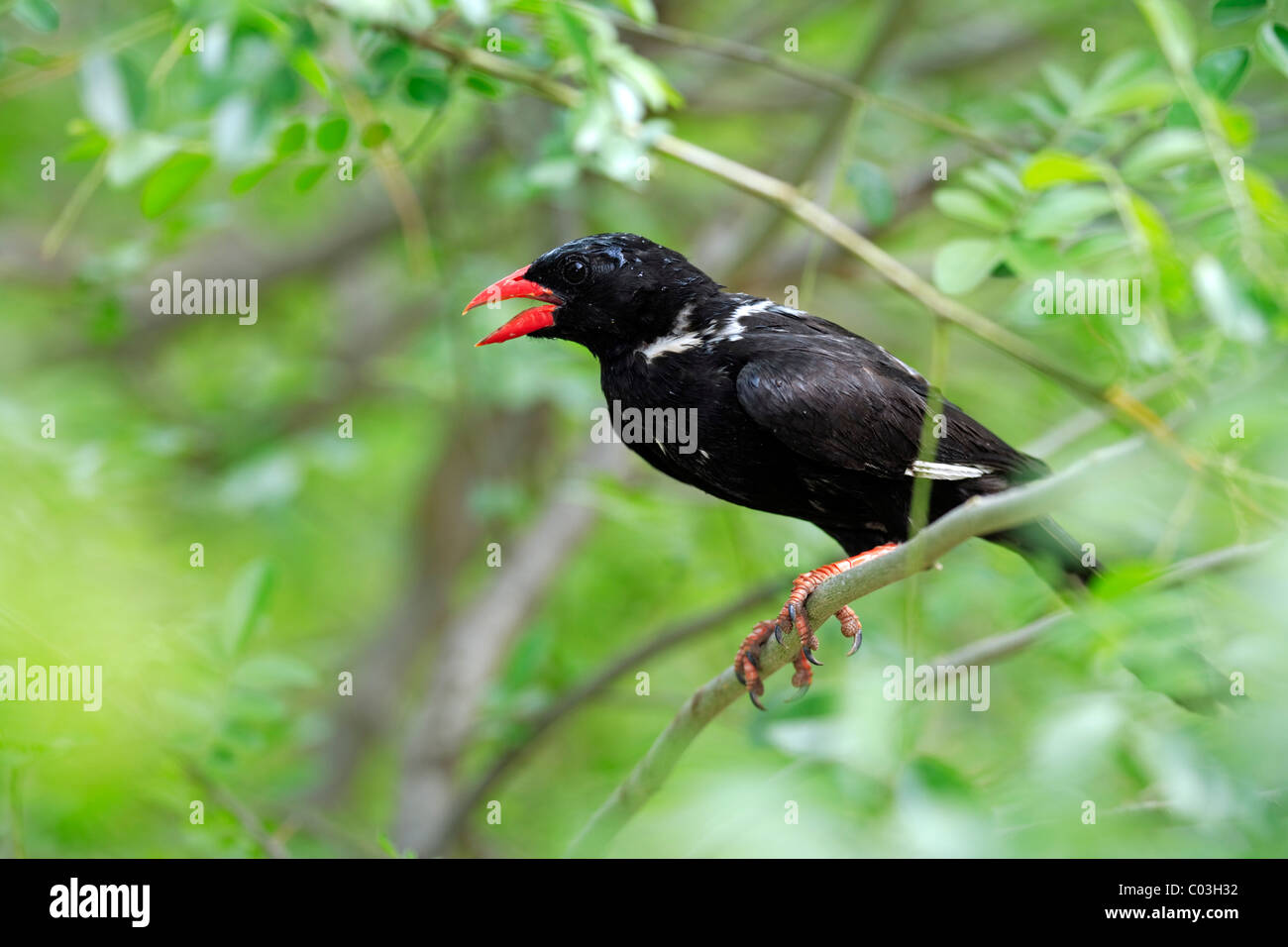 Red billed buffalo weaver hi-res stock photography and images - Alamy
