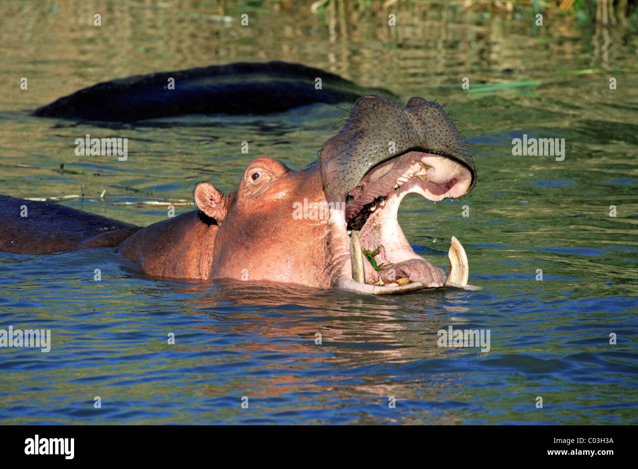 Hippo Swimming And Yawning High Resolution Stock Photography and Images ...
