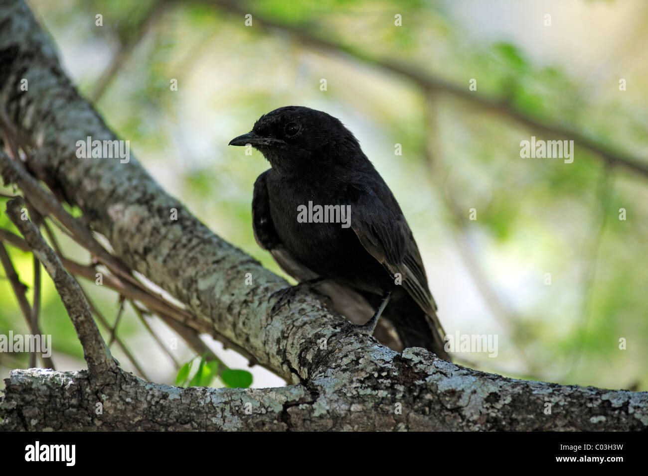 South African Black Flycatcher (Melaenornis pammelaina), adult on tree ...