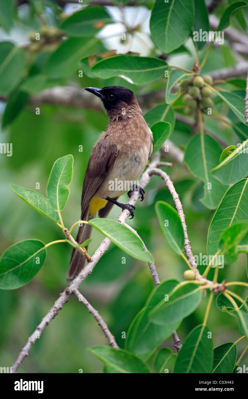 Yellow-Vented Bulbul (Pycnonotus barbatus), adult on tree, Kruger ...